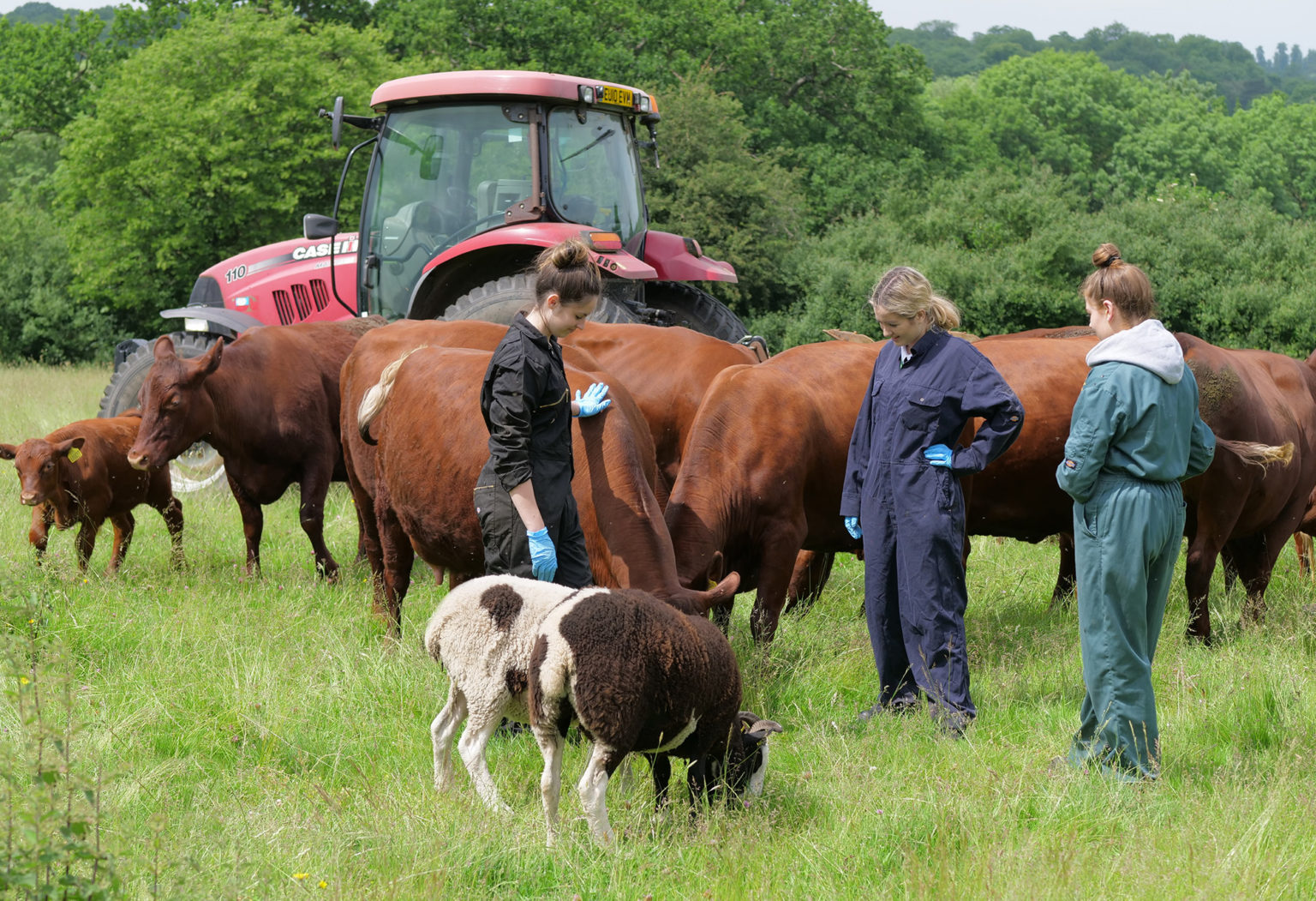 What is Agriculture and Why Should You Study It? - Capel Manor College