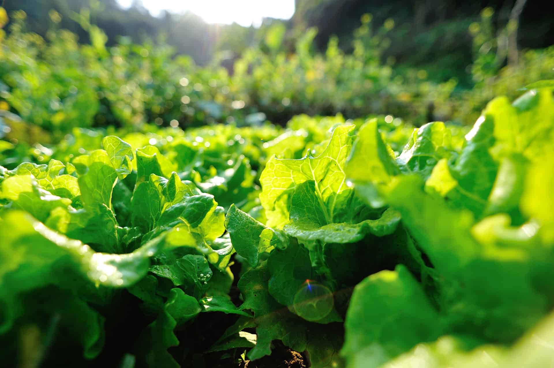 What Is Horticulture And Why Should You Study It Capel Manor College What Is Horticulture And Why Should You Study It Capel Manor College