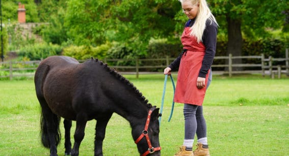 Apply Now - Capel Manor College