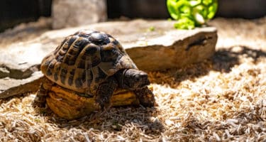 Animal Management - Capel Manor College