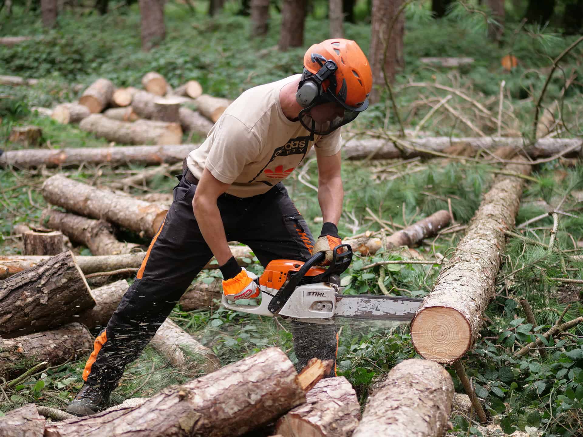 Competence in Felling Small Trees (up to 380mm) (Level 2) - Capel Manor ...