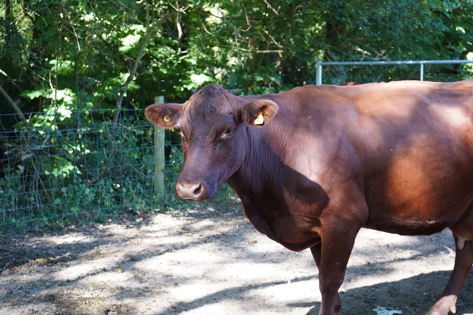 Forty Hall Farm Cows Graze at Wildlife Trusts' Nature Reserves - Capel ...