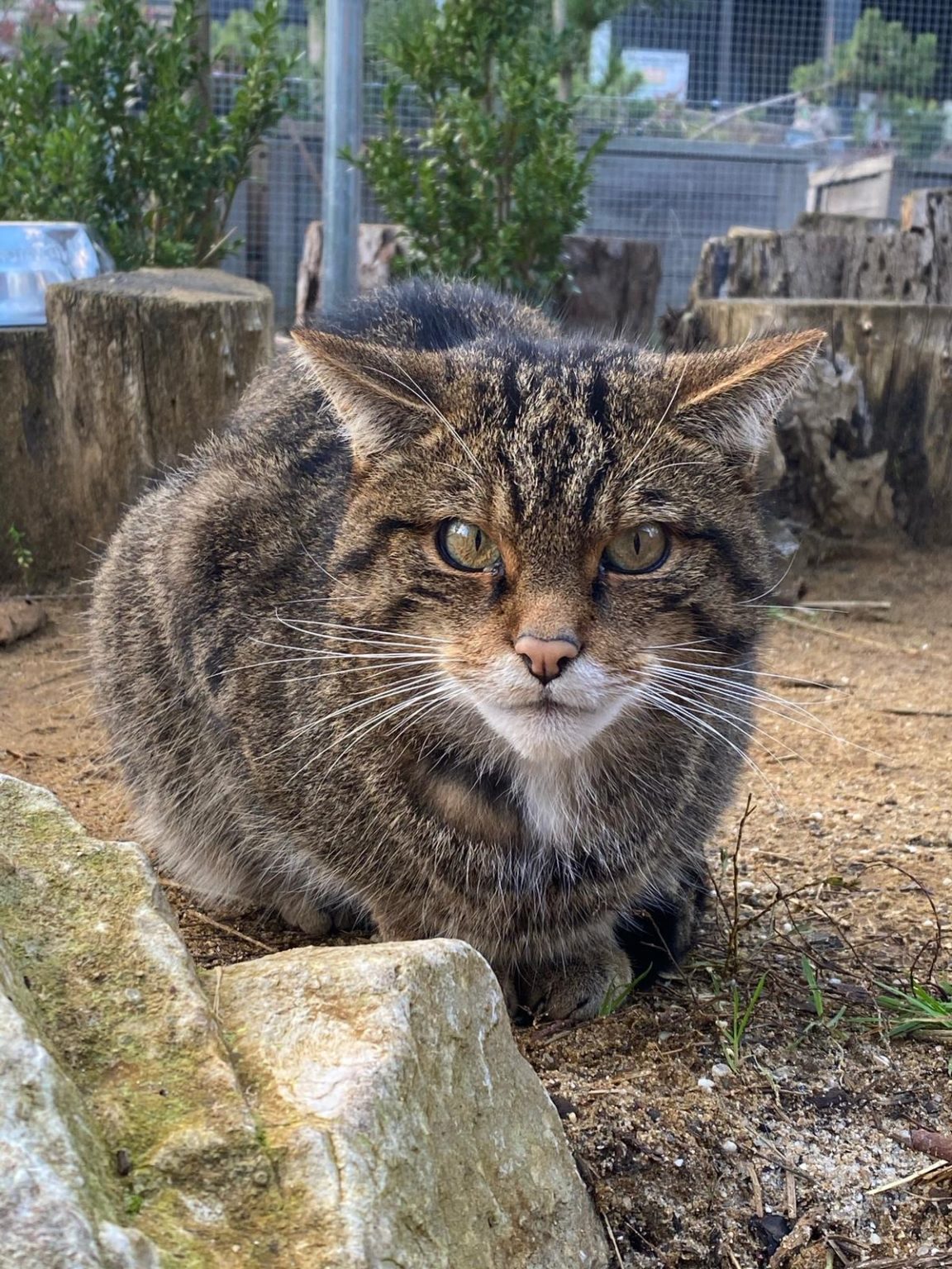 Endangered Species Day: Saving the Scottish Wildcat - Capel Manor College