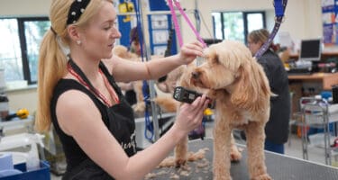 Dog Grooming Assistant Certificate (Level 2) - Capel Manor College