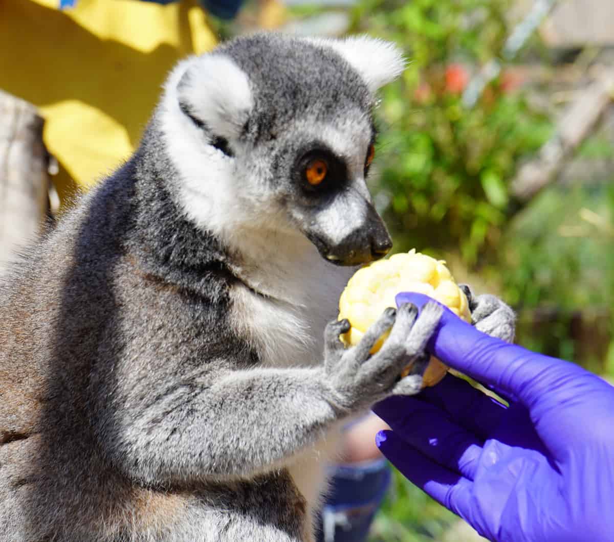 Rachel's story - Capel Manor College