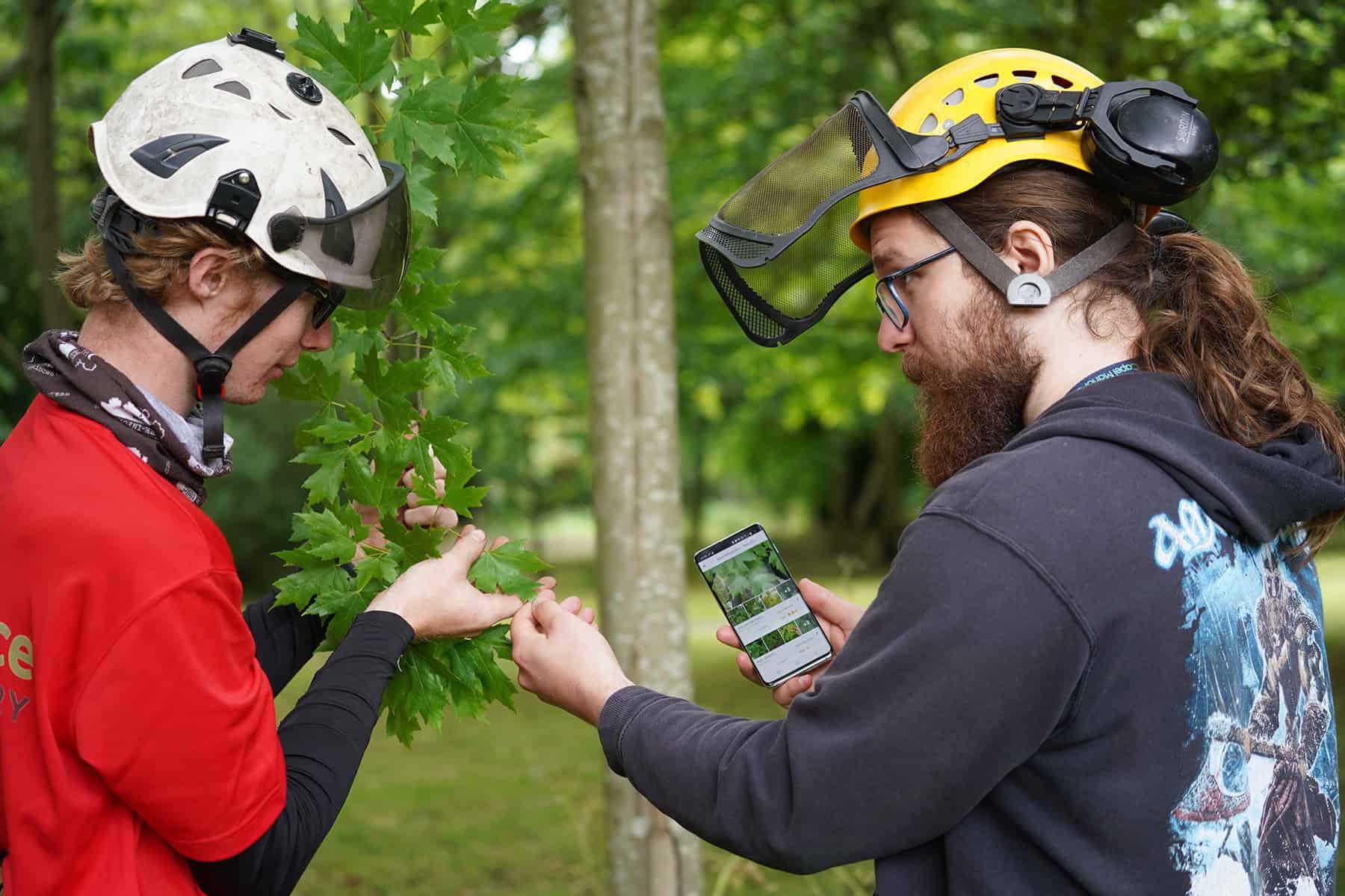 Arboriculture (Tree Management) and Forestry Foundation Diploma (Level ...