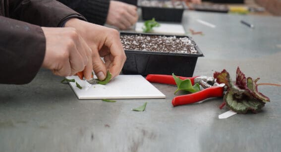 RHS Level 2 Certificate in Practical Horticulture - Capel Manor College