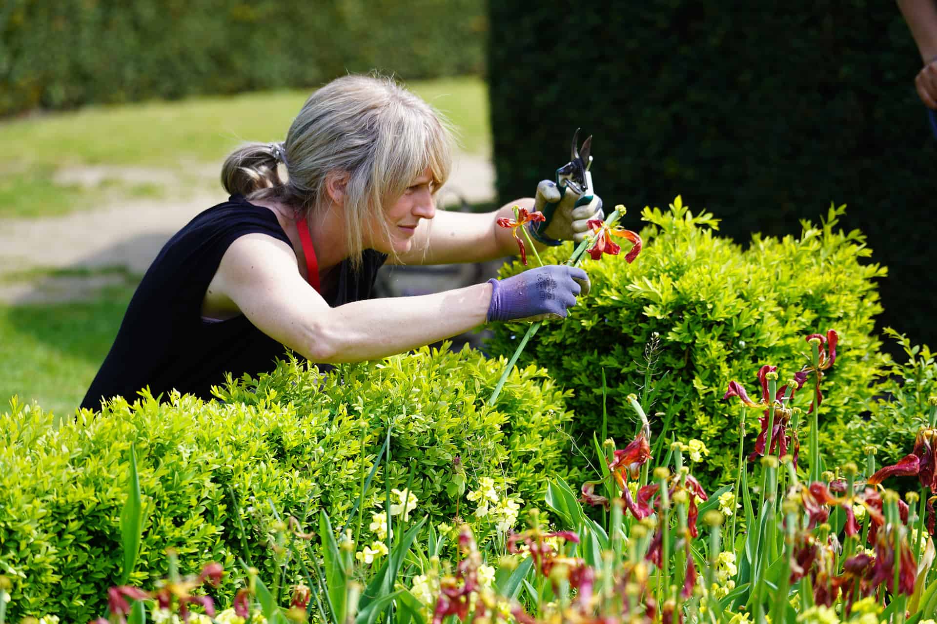 The Maintenance Gardener (Level 1) - Capel Manor College