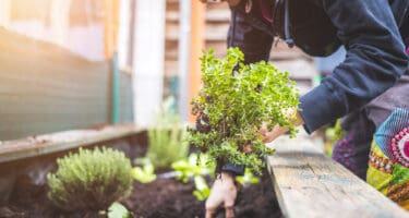 RHS Level 2 Certificate in Practical Horticulture - Capel Manor College