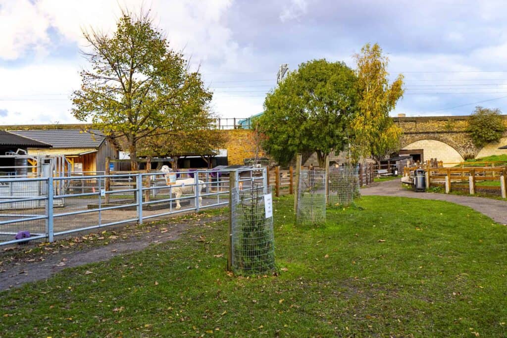 Capel Manor College and Brooks Farm - Capel Manor College