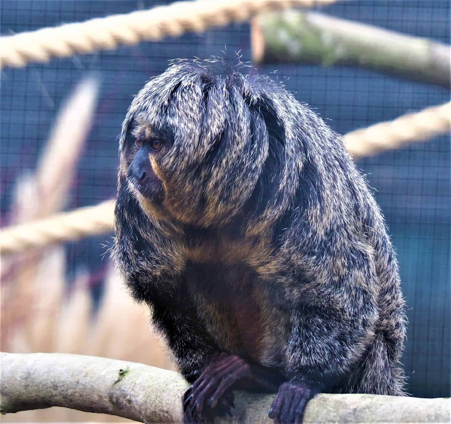 Saki Monkeys Enjoy New Home at Capel Manor College - Capel Manor College