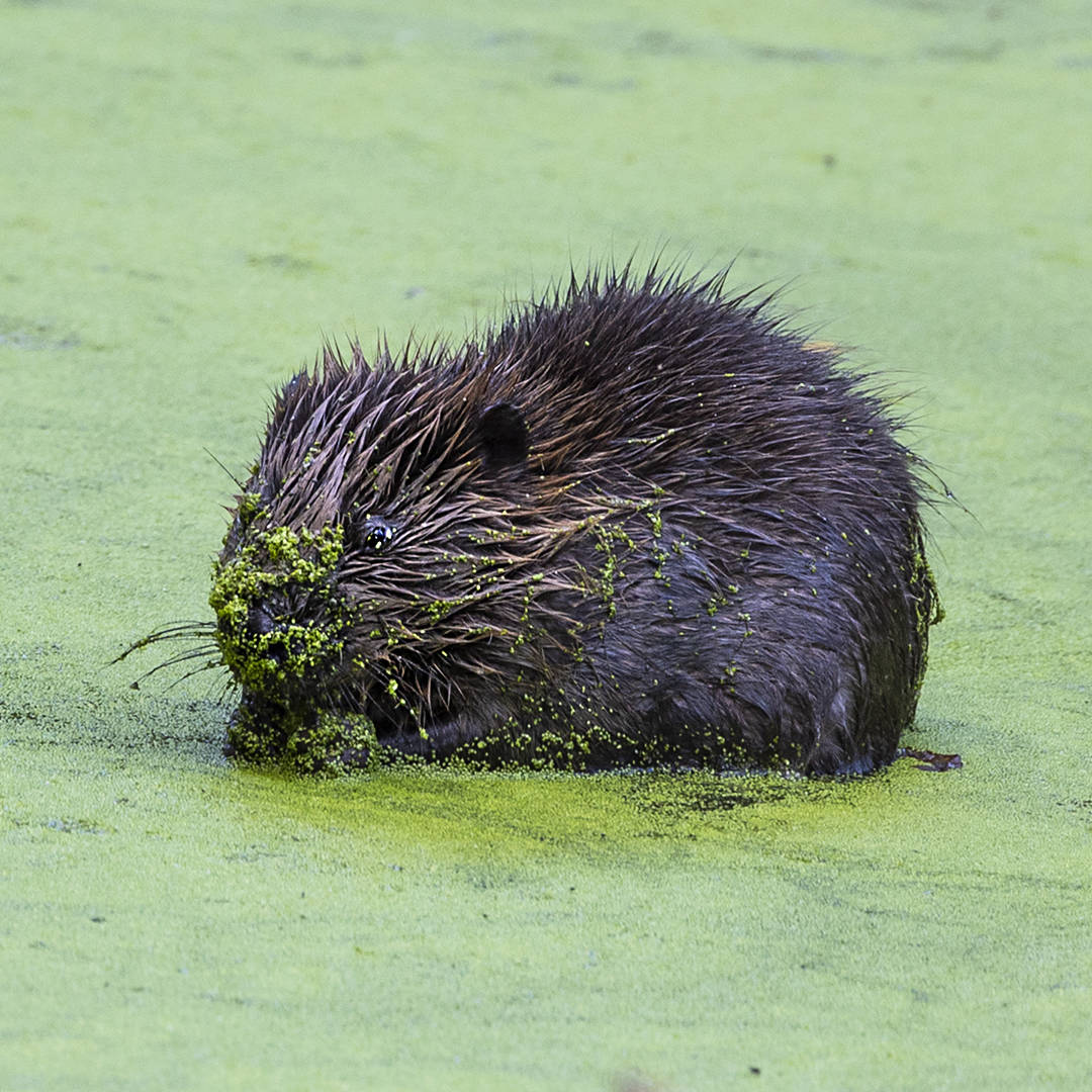 Enfield Baby Beaver is Another First for London - Capel Manor College