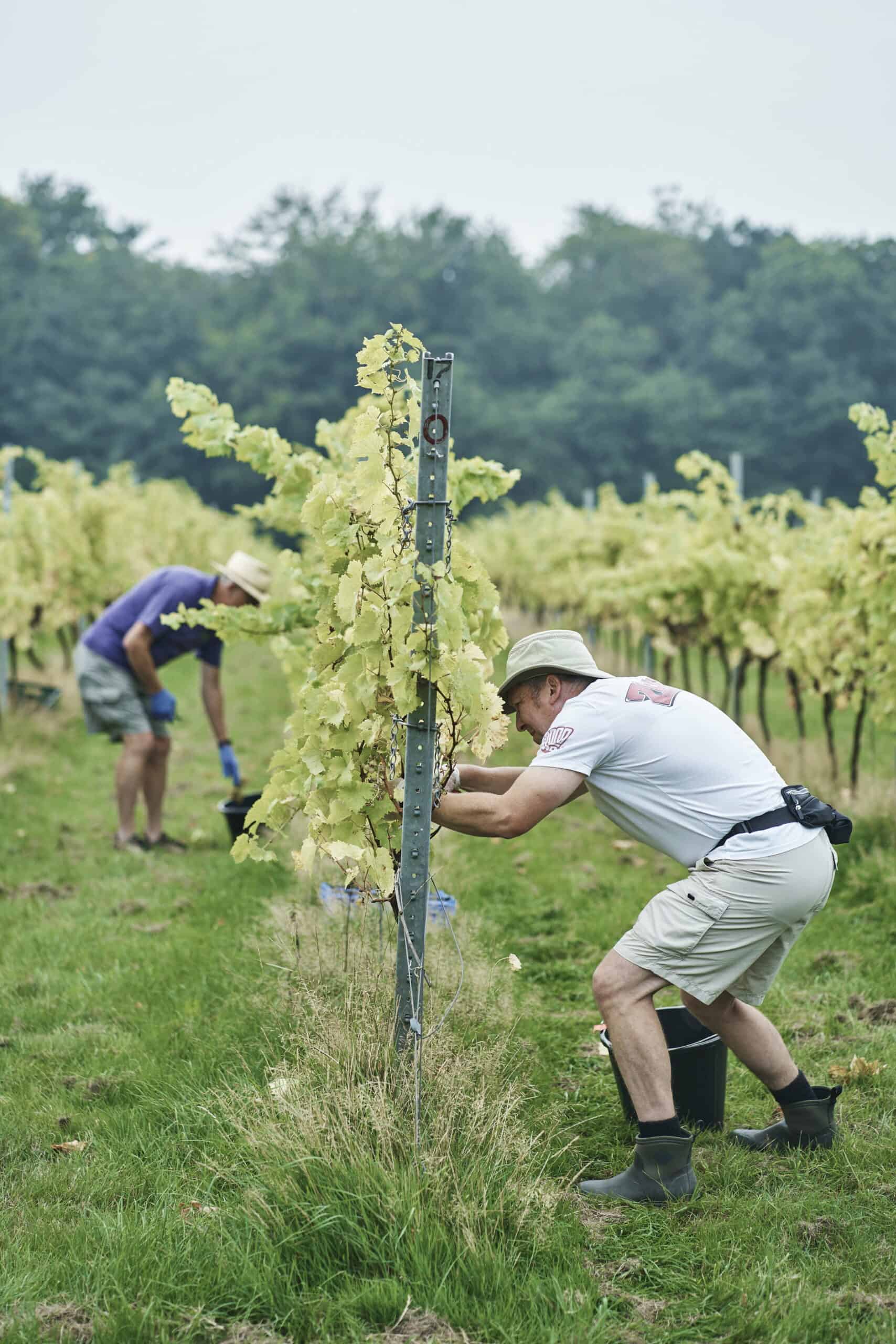 Introduction to Spring Pruning - Viticulture - Capel Manor College