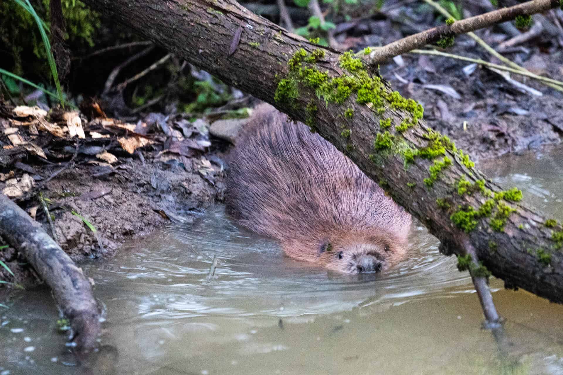 An Evening in Nature - Capel Manor College