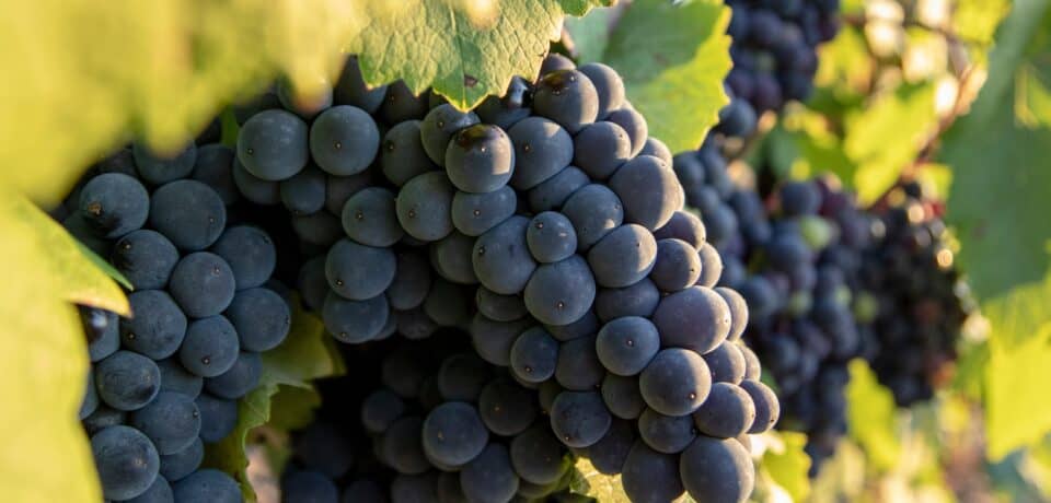 Introduction to Grape Varieties - Capel Manor College