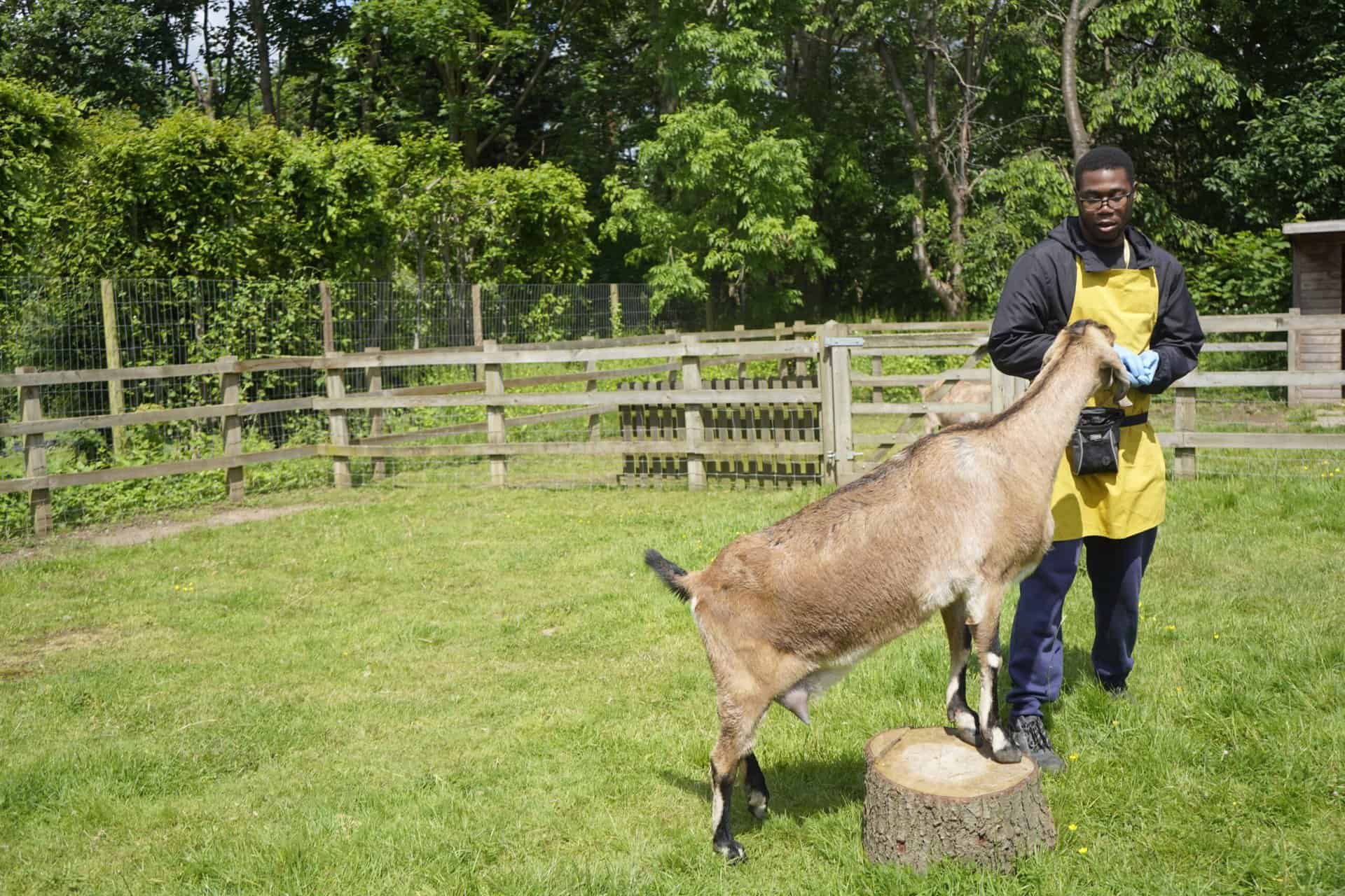 T-Levels at Capel Manor College – Preparing You for a Career in the ...